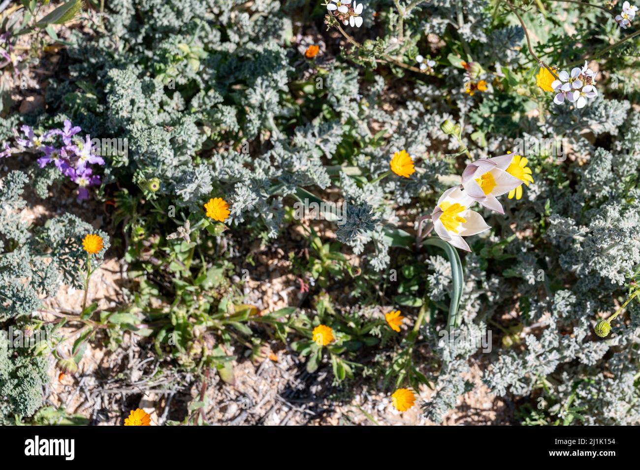 Fields of flowers in the bright southern sun. Three herons flying over ...