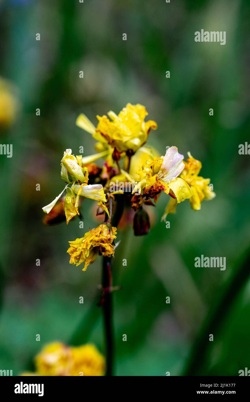 Oriental false hawksbeard Youngia japonica spring weeds flower. Close ...