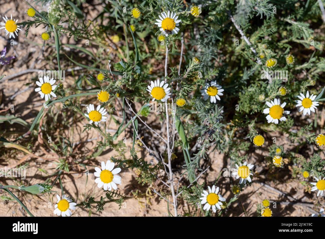 Fields of flowers in the bright southern sun. Three herons flying over ...