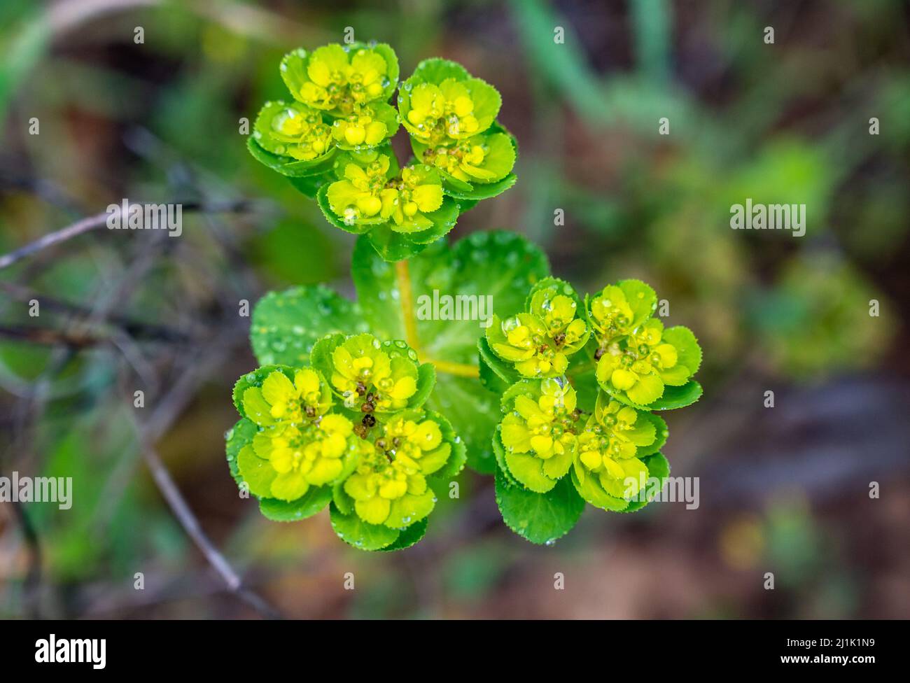 Green flowers of Myrtle Euphorbia myrsinites, the myrtle spurge, blue ...