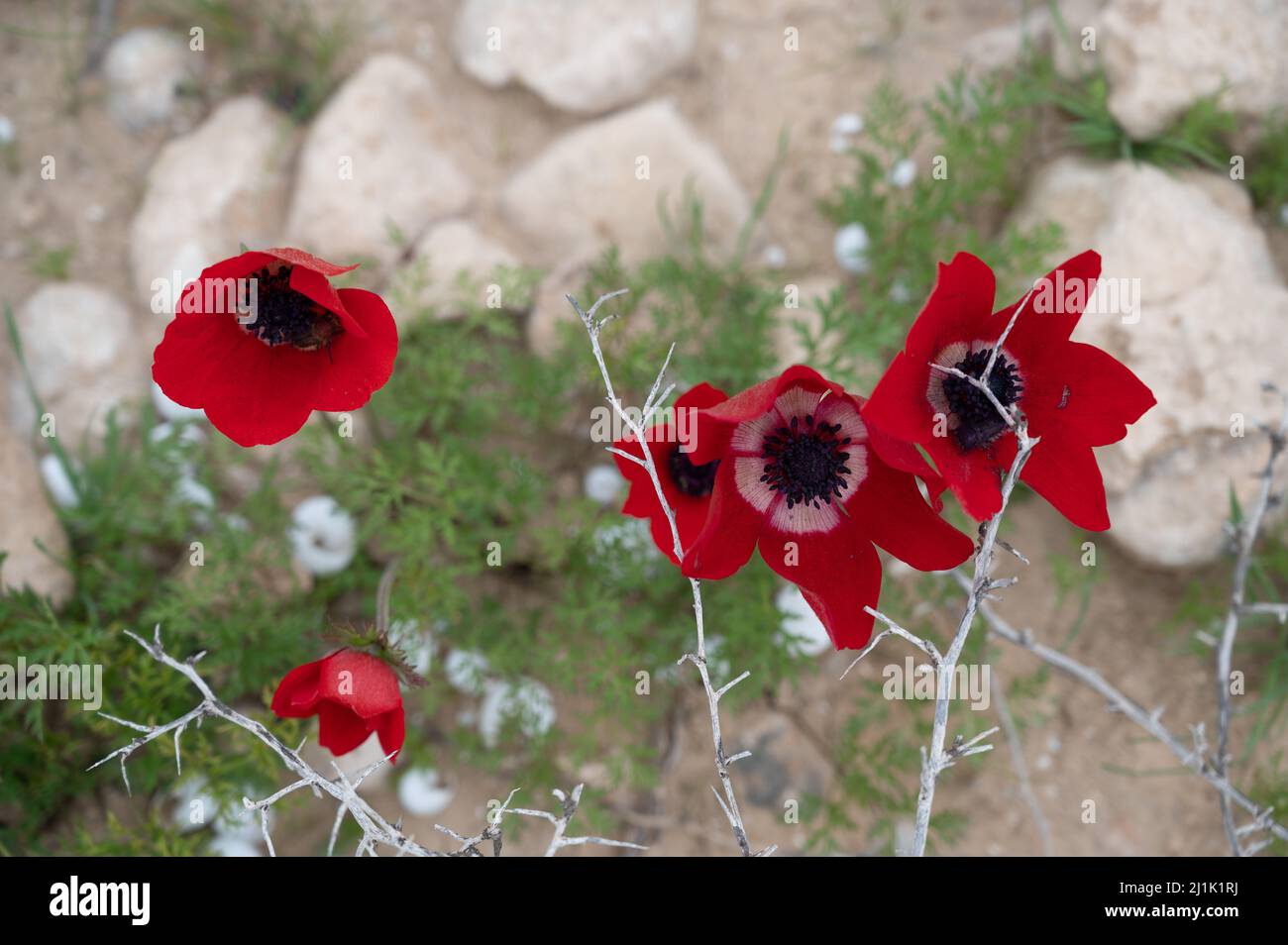 Buttercup family hi-res stock photography and images - Alamy