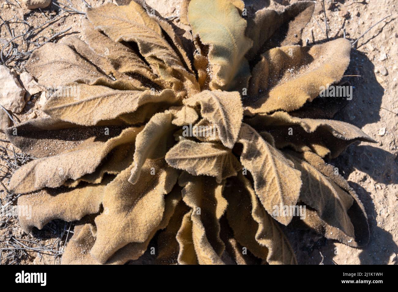 Close up of a hairy rosette with dewdrops and fallen leaf of the great ...