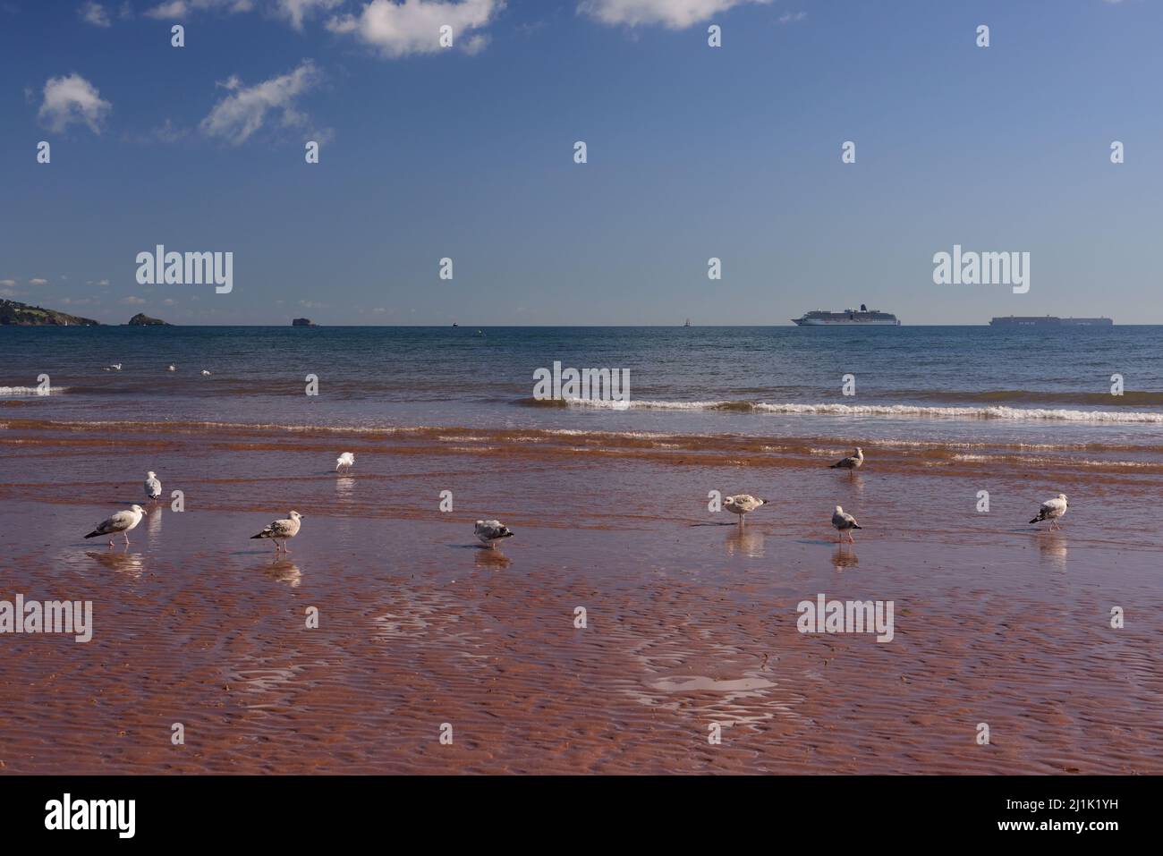 Devon seabirds sea birds hi-res stock photography and images - Alamy