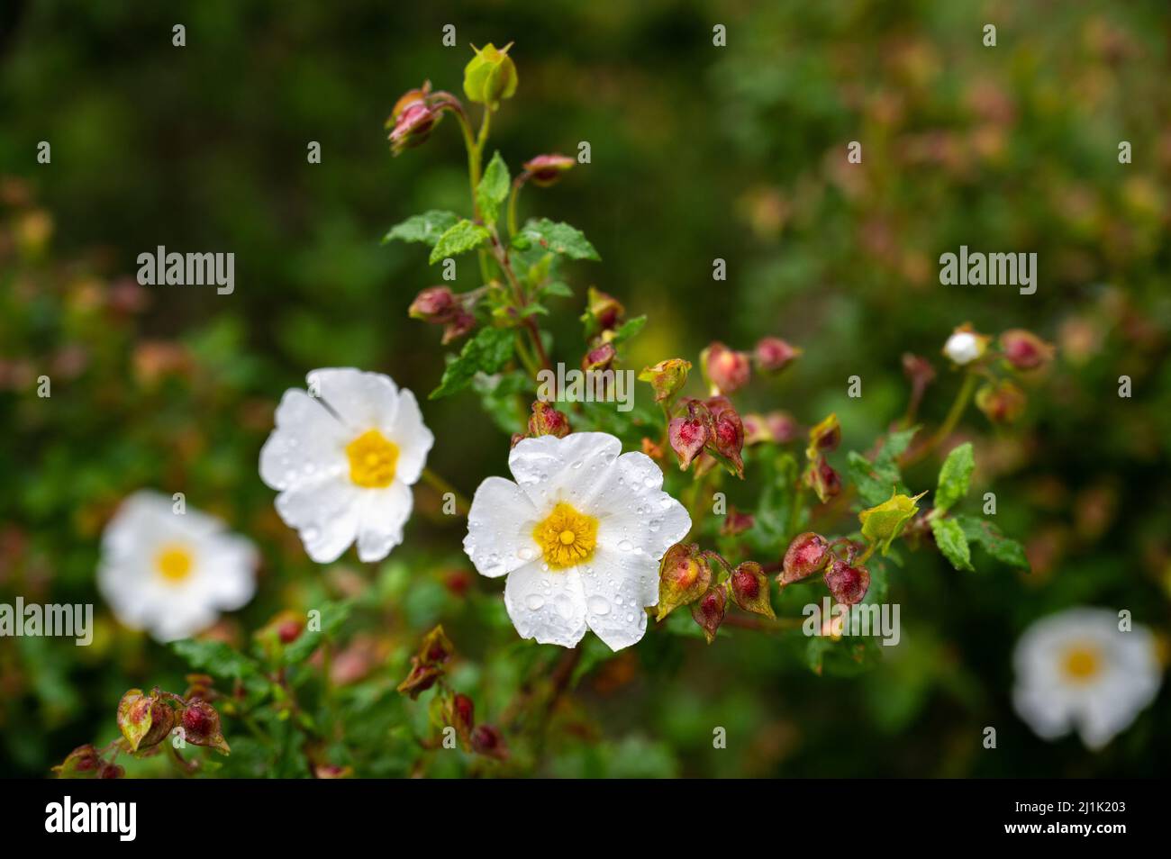 California tree anemone white flower - Latin name - Carpenteria ...