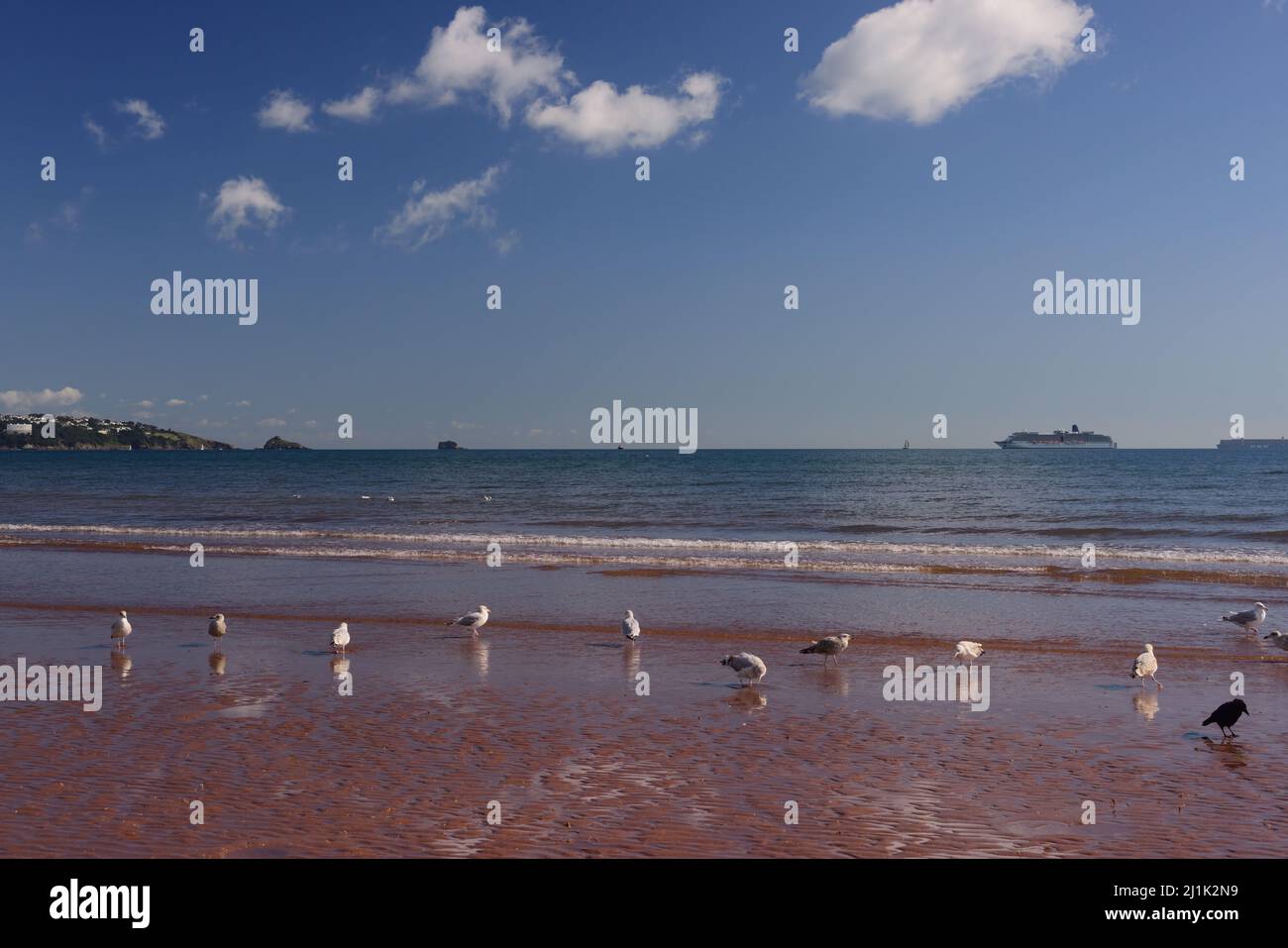 Gulls on the beach at Goodrington Sands, South Devon, at low tide, and ...