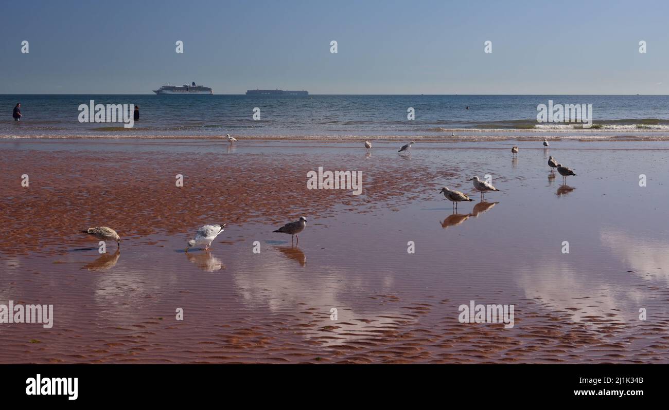 Devon seabirds sea birds hi-res stock photography and images - Alamy