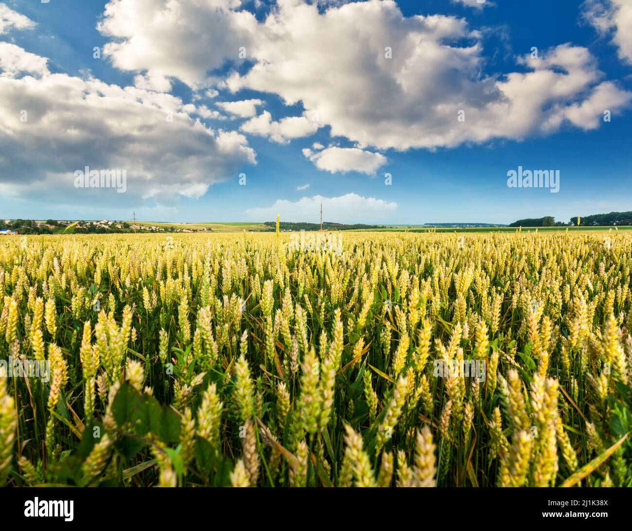 Gold wheat field and blue sky. Ukraine, Europe. Beauty world Stock ...