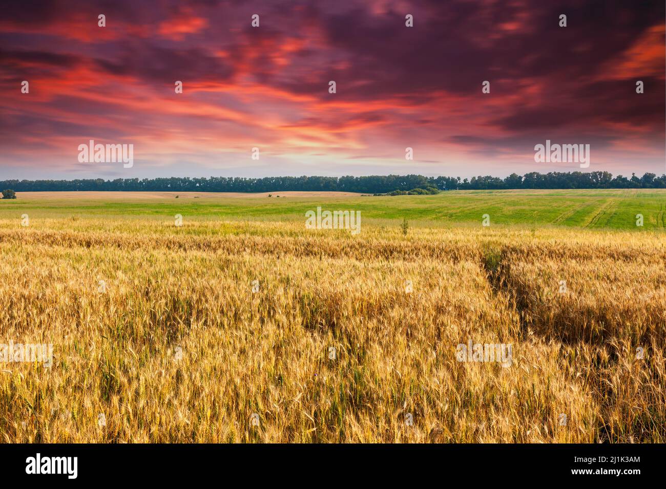 Fantastic wheat field at the sunset. Colorful overcast sky. Ukraine ...