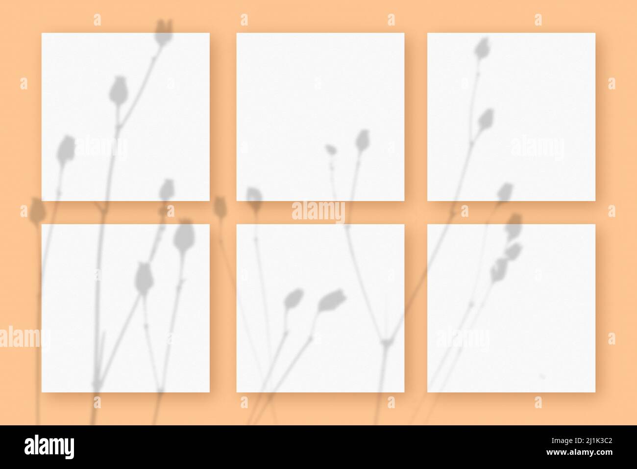 Natural light casts shadows from the plant on 6 square sheets of white ...