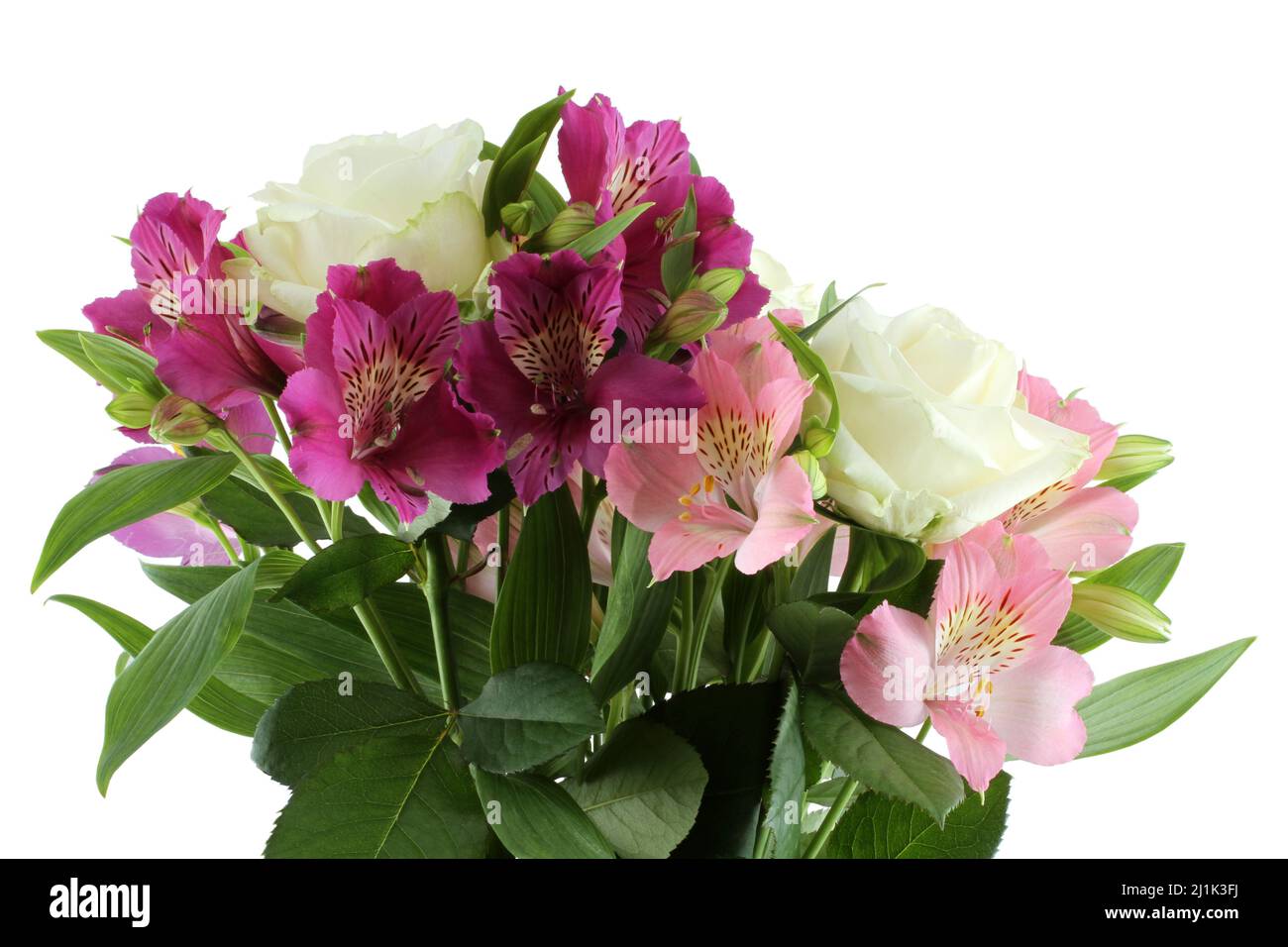 Big white roses High Resolution Stock Photography and Images - Alamy