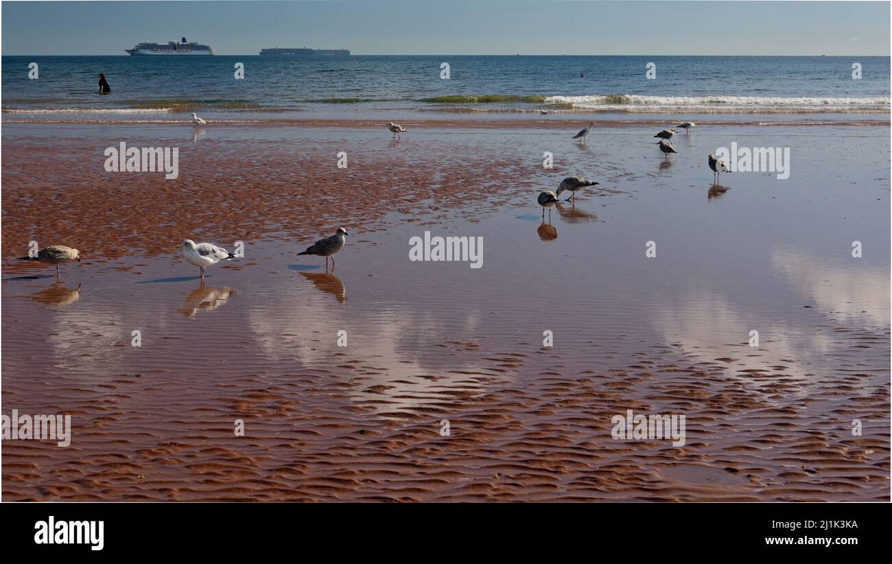 Devon seabirds sea birds hi-res stock photography and images - Alamy