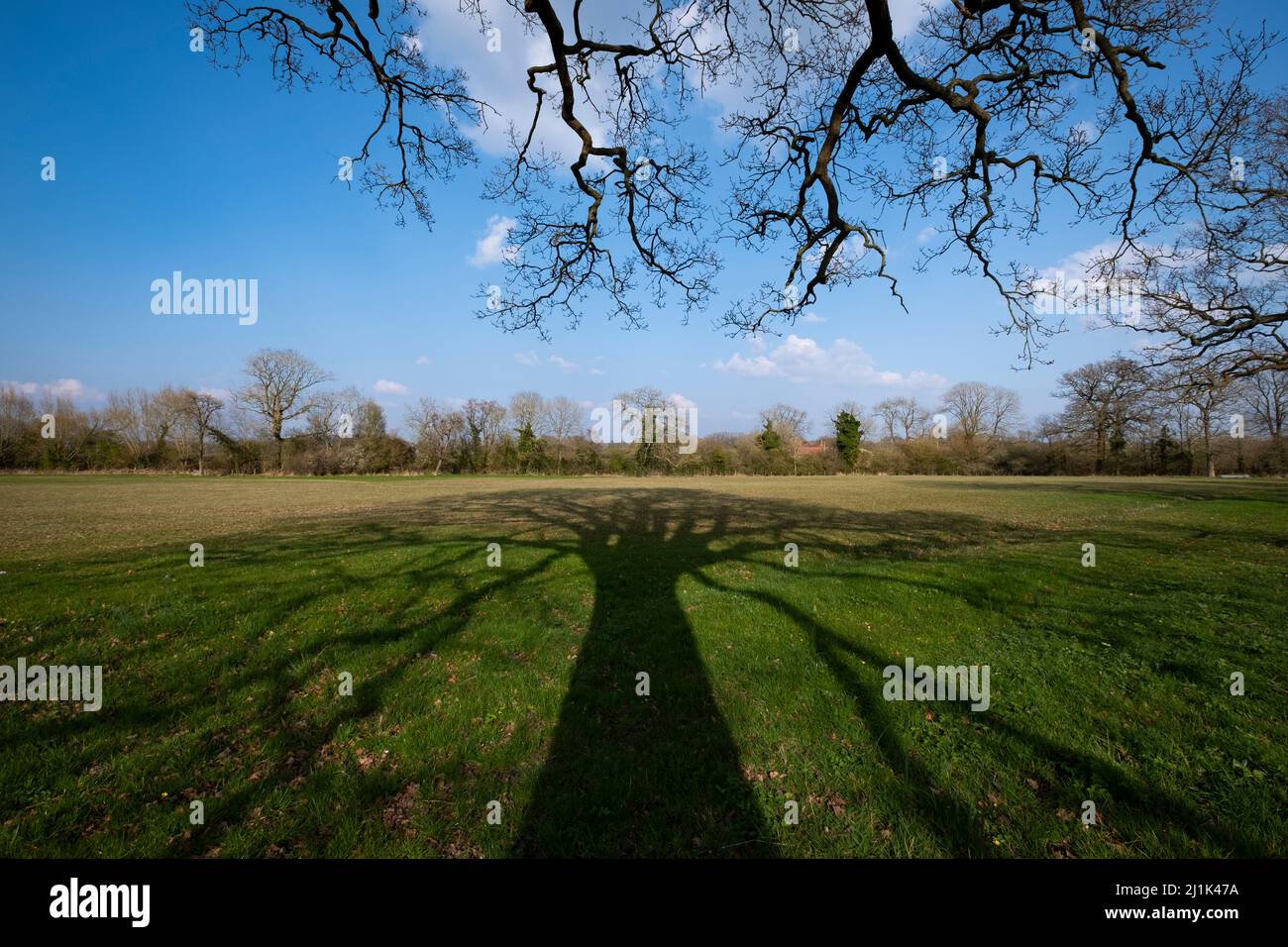 The shadow of an ancient Oak tree is cast by the low Spring sunshine in ...