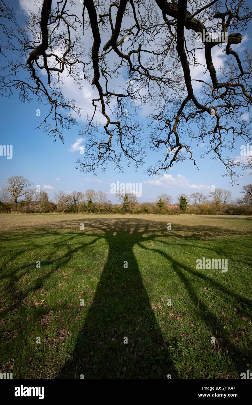 Oak Tree Shadow Wallpaper Tree Shadow Early Morning Hi Res Stock