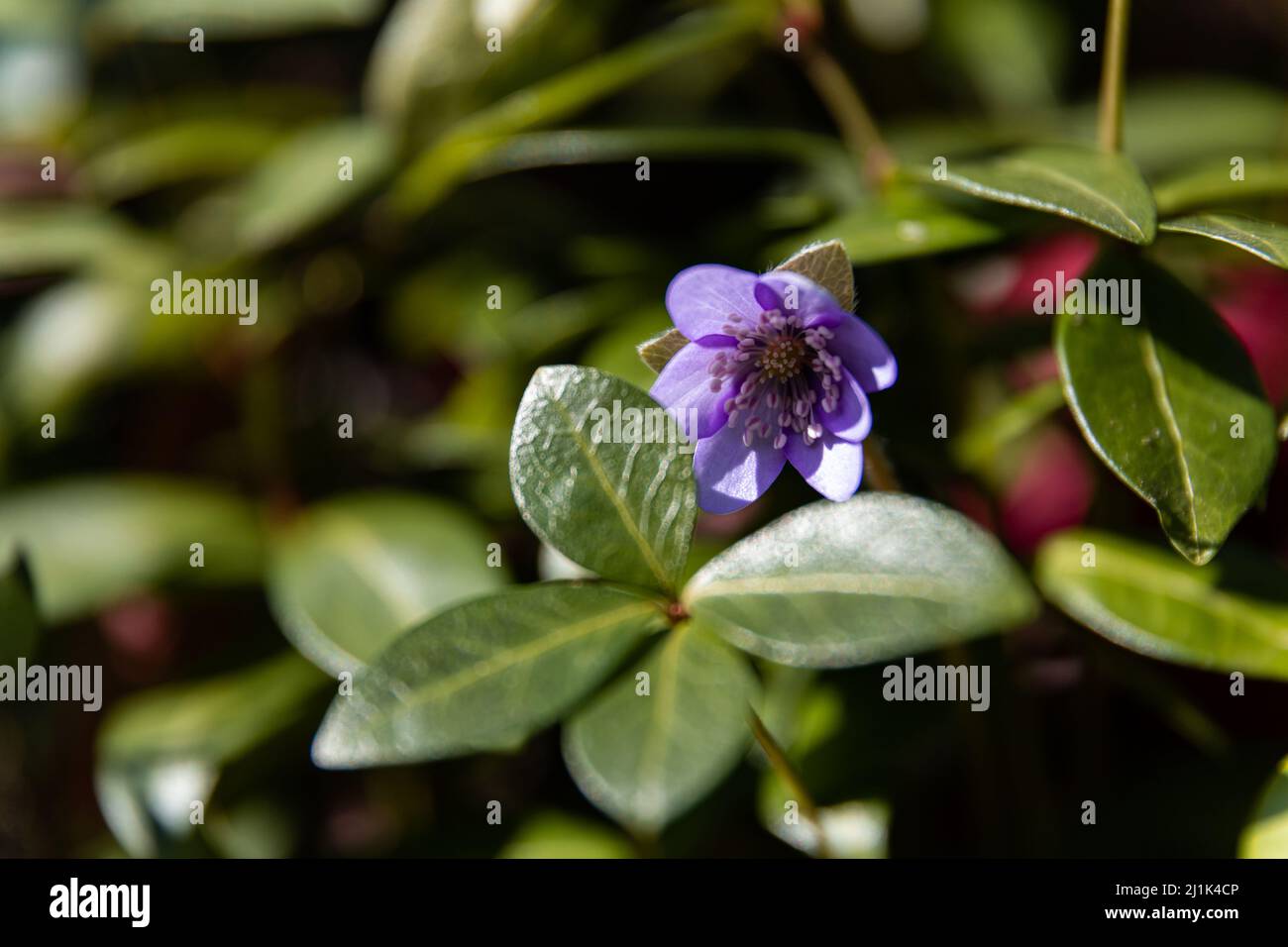 A closeup of a tiny purple Transylvanian liverwort growing on the ...