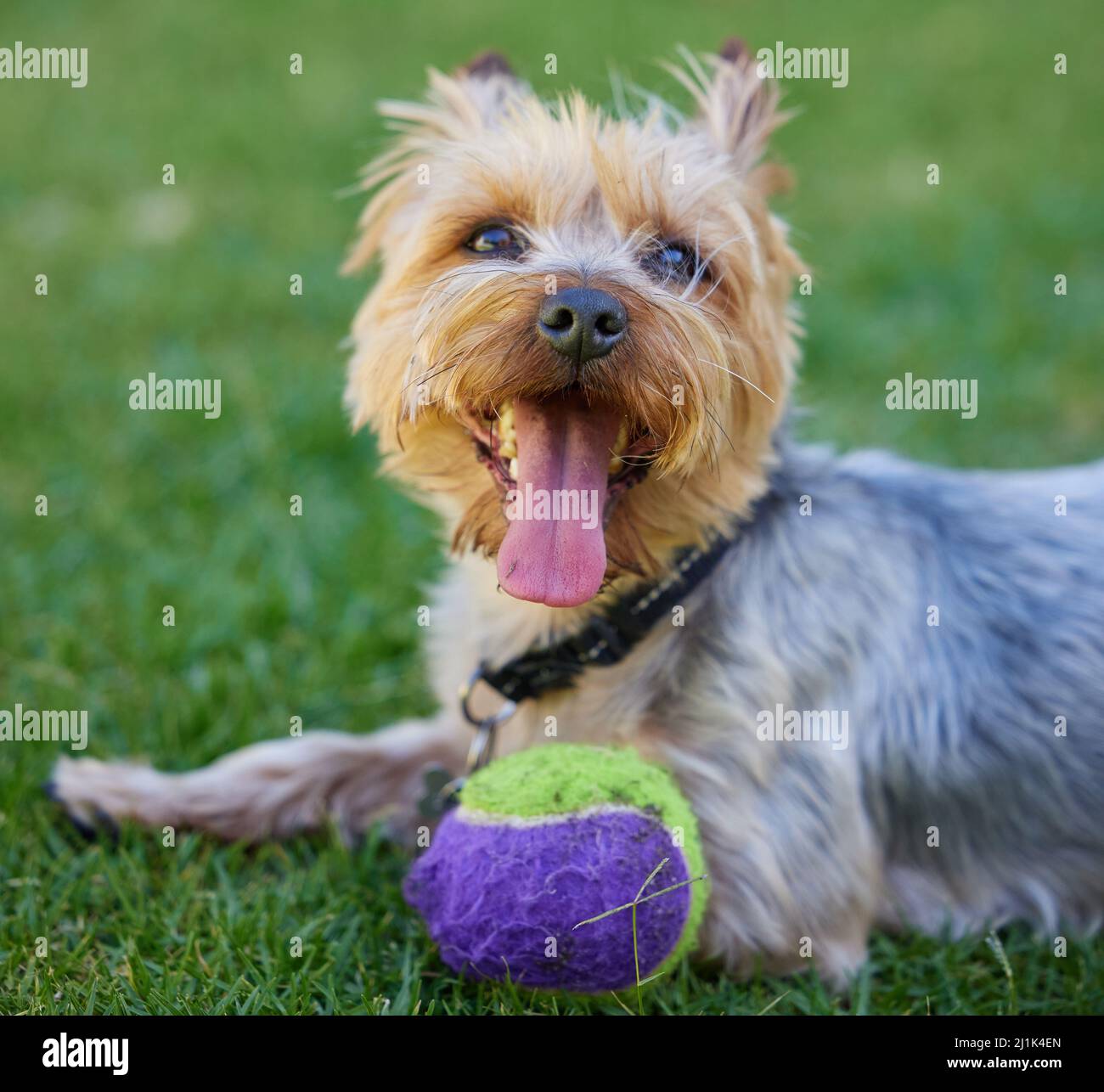 Real fur throw hi-res stock photography and images - Alamy