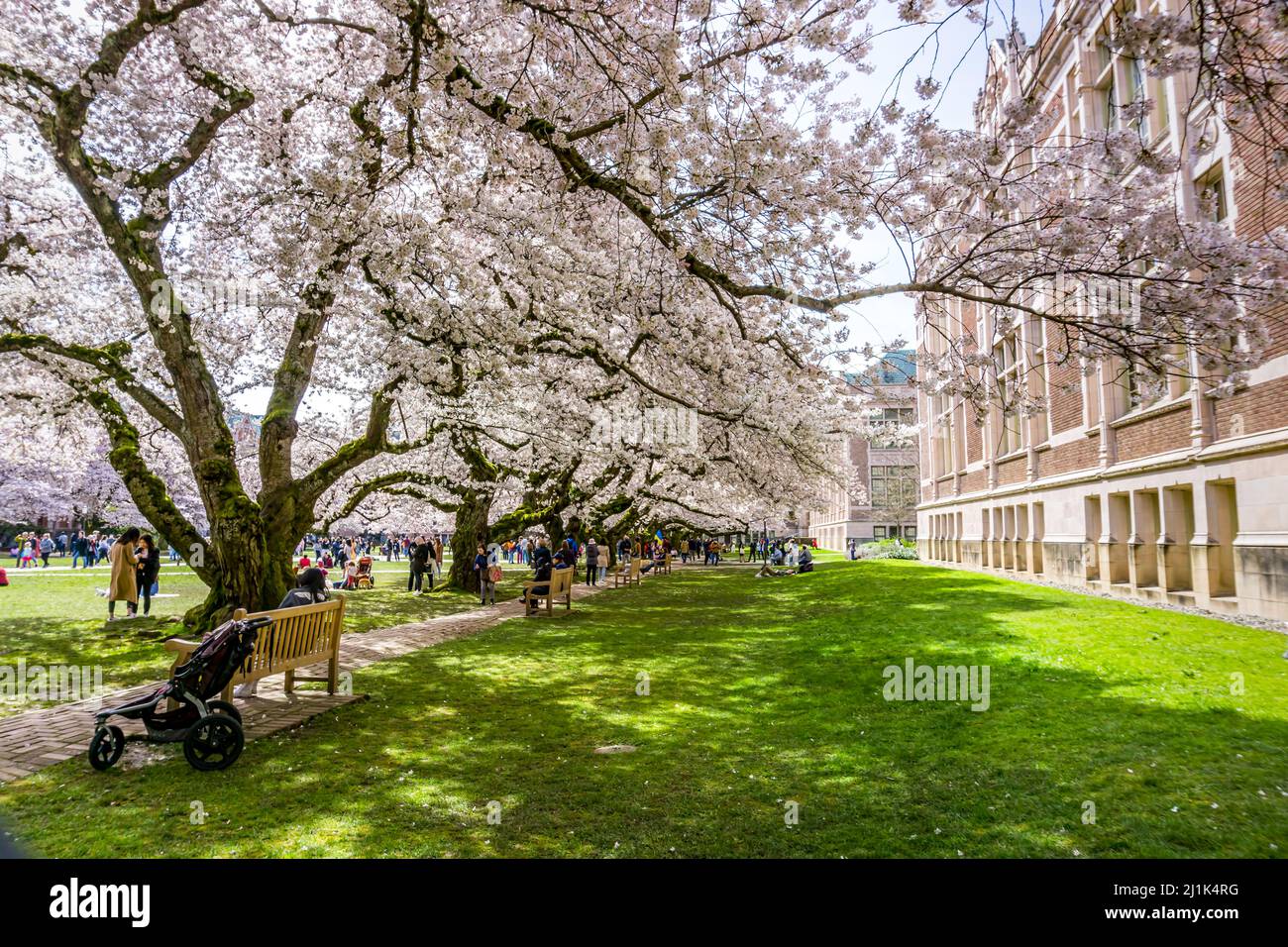 Seattle WA., USA - MARCH 24 2022: University Of Washington Quad opens ...