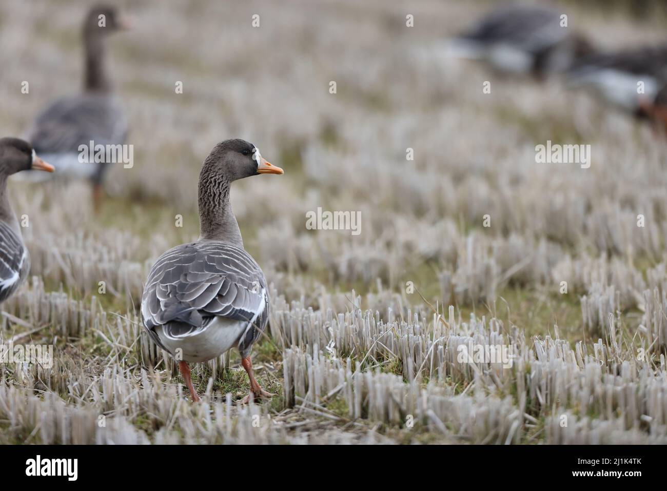 Greater White-fronted Goose (Anser albifrons) in Japan Stock Photo - Alamy