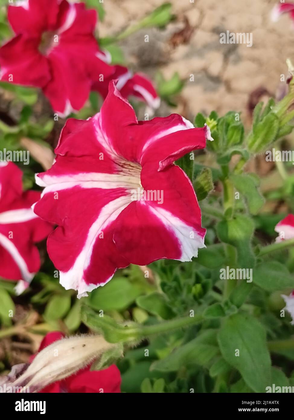 White red colour mix flower hi-res stock photography and images - Alamy