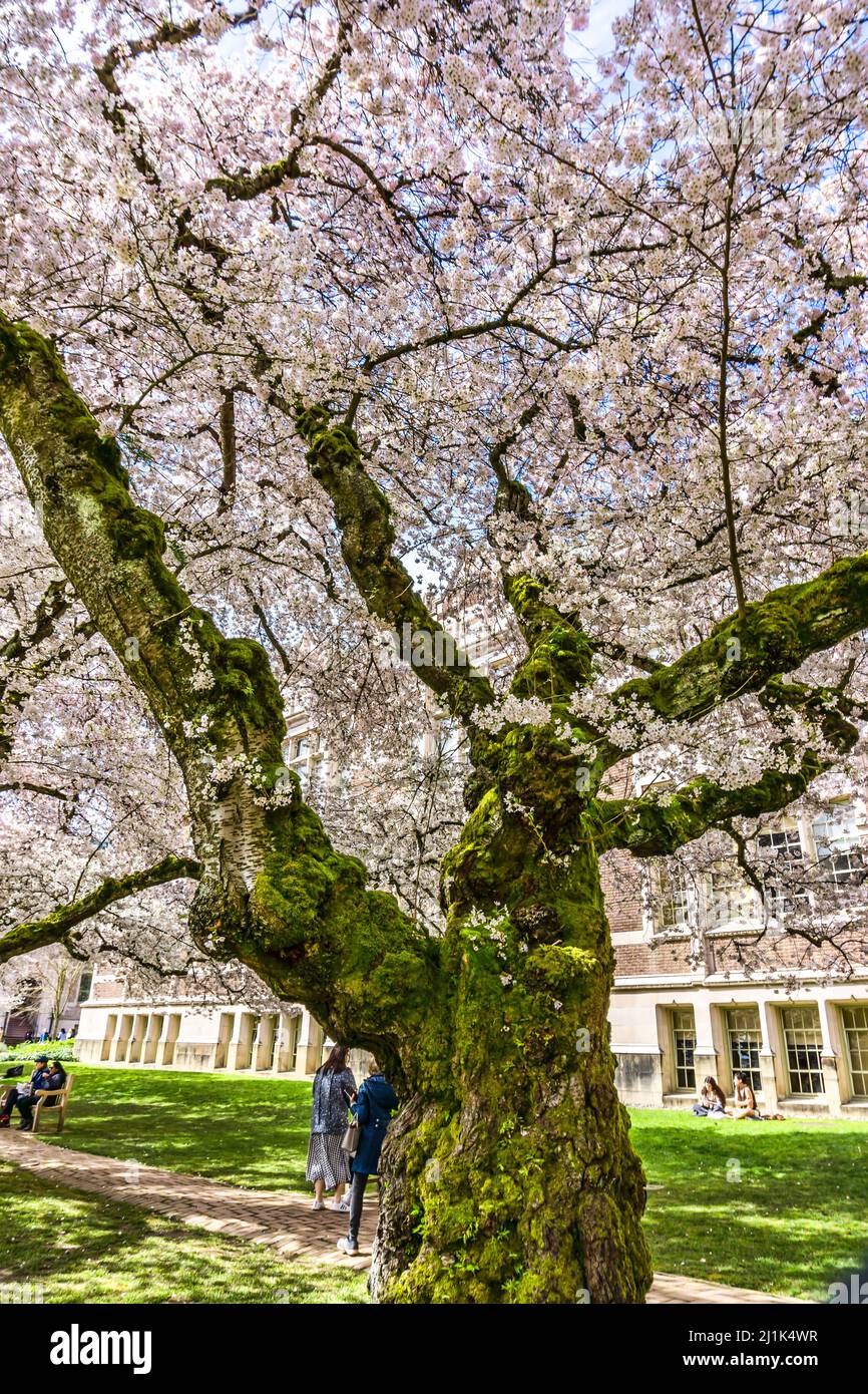 Cherry trees in bloom at university hi-res stock photography and images ...