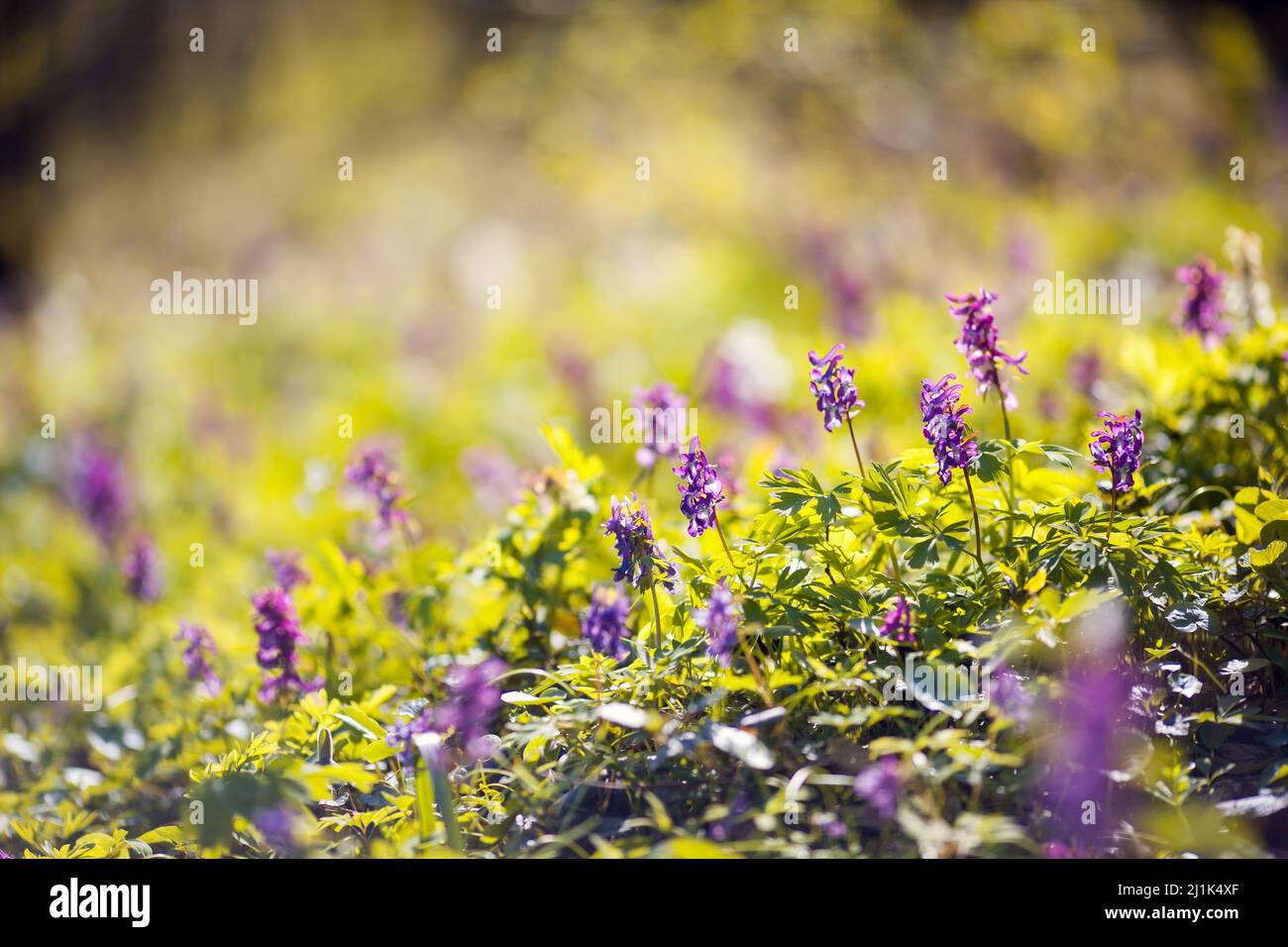 Wonderful world of color hi-res stock photography and images - Alamy