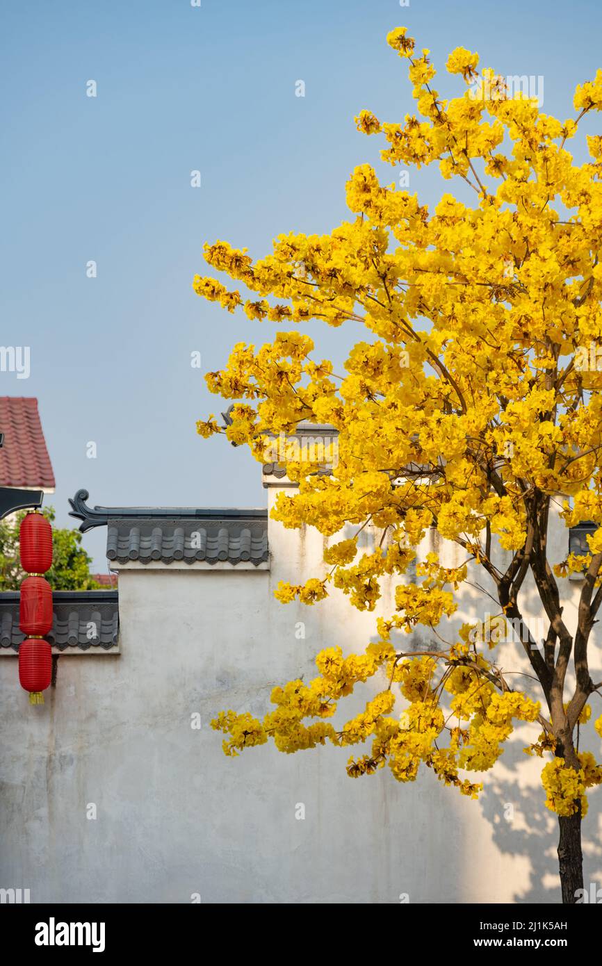 traditional Chinese building and blooming Guayacan or Handroanthus ...
