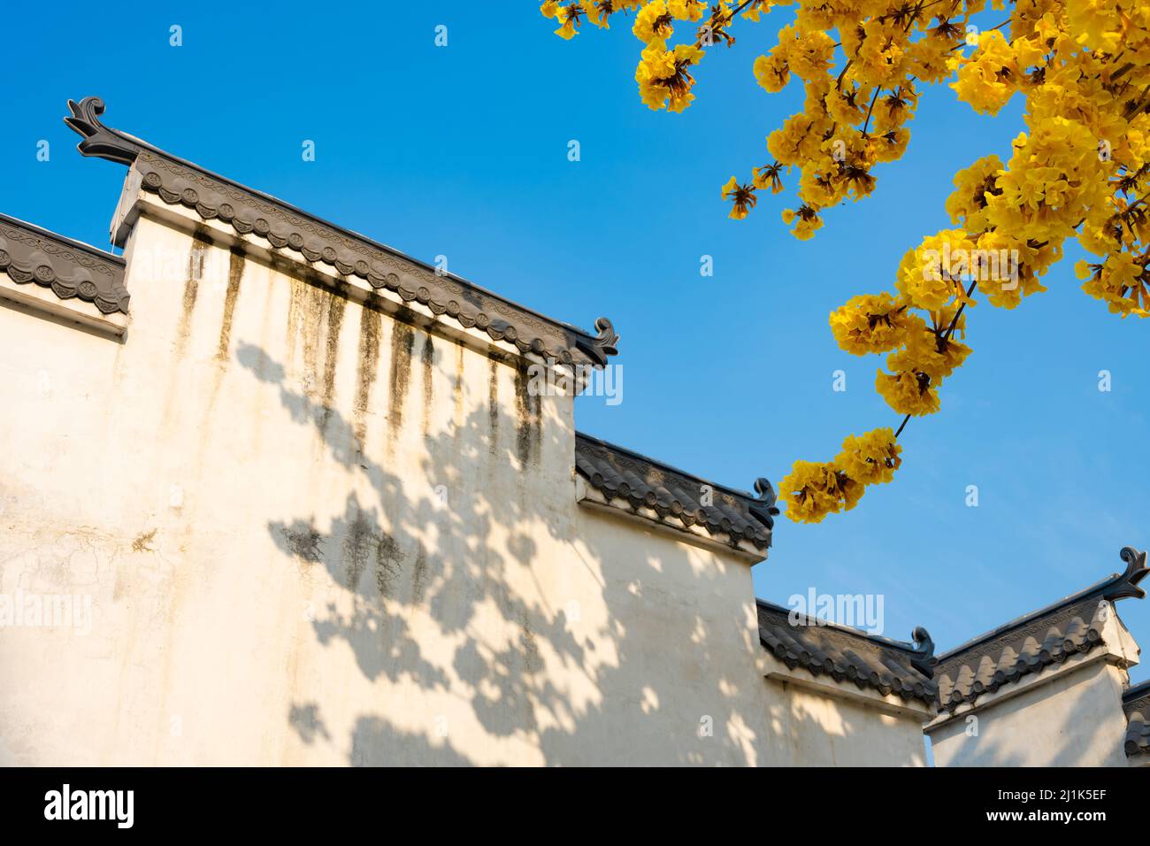 Guayacan trumpet tree hi-res stock photography and images - Alamy