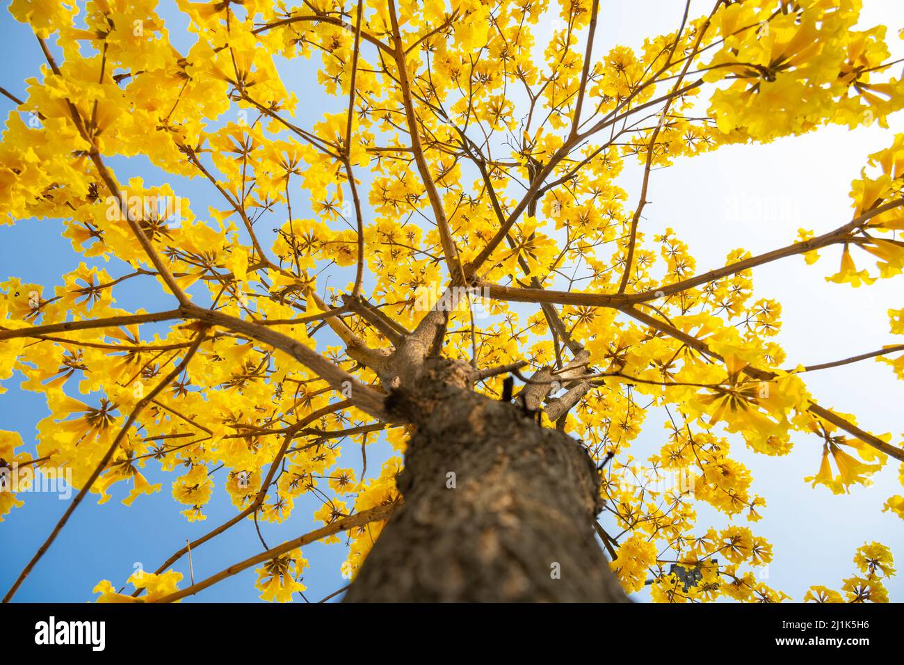 low angle blooming Guayacan or Handroanthus chrysanthus or Golden Bell ...