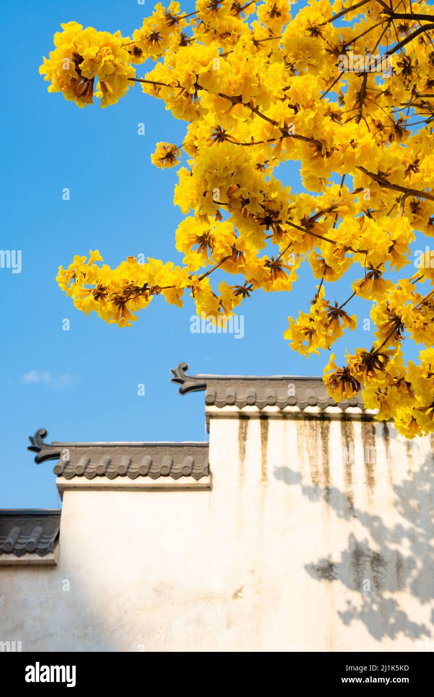 traditional Chinese building and blooming Guayacan or Handroanthus ...