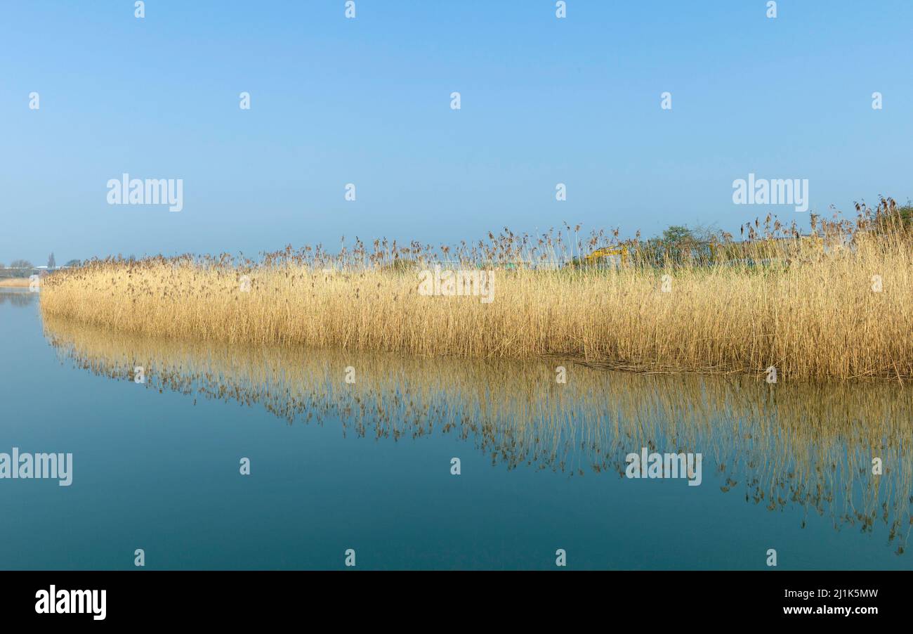 River Hull with tall yellow reeds running along one riverbank under ...
