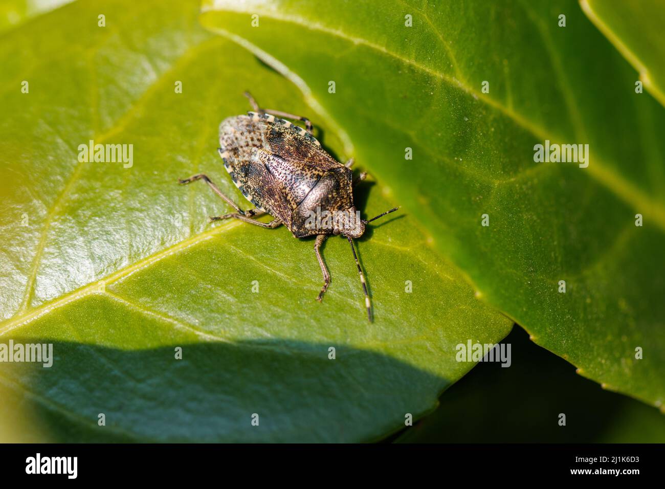 a bug sits on the green leaf of a cherry laurel bush Stock Photo - Alamy