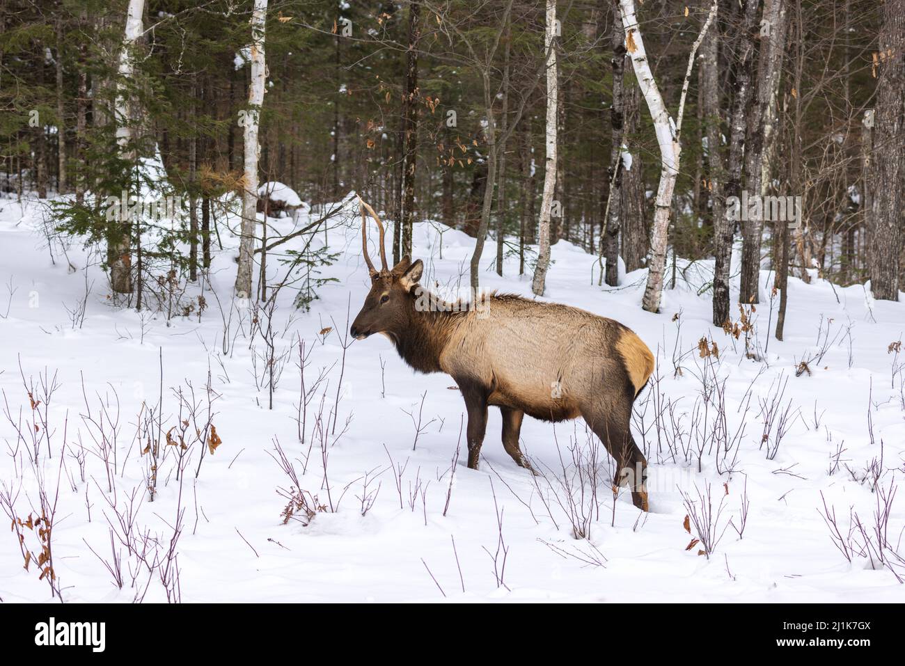 Spike elk hi-res stock photography and images - Alamy