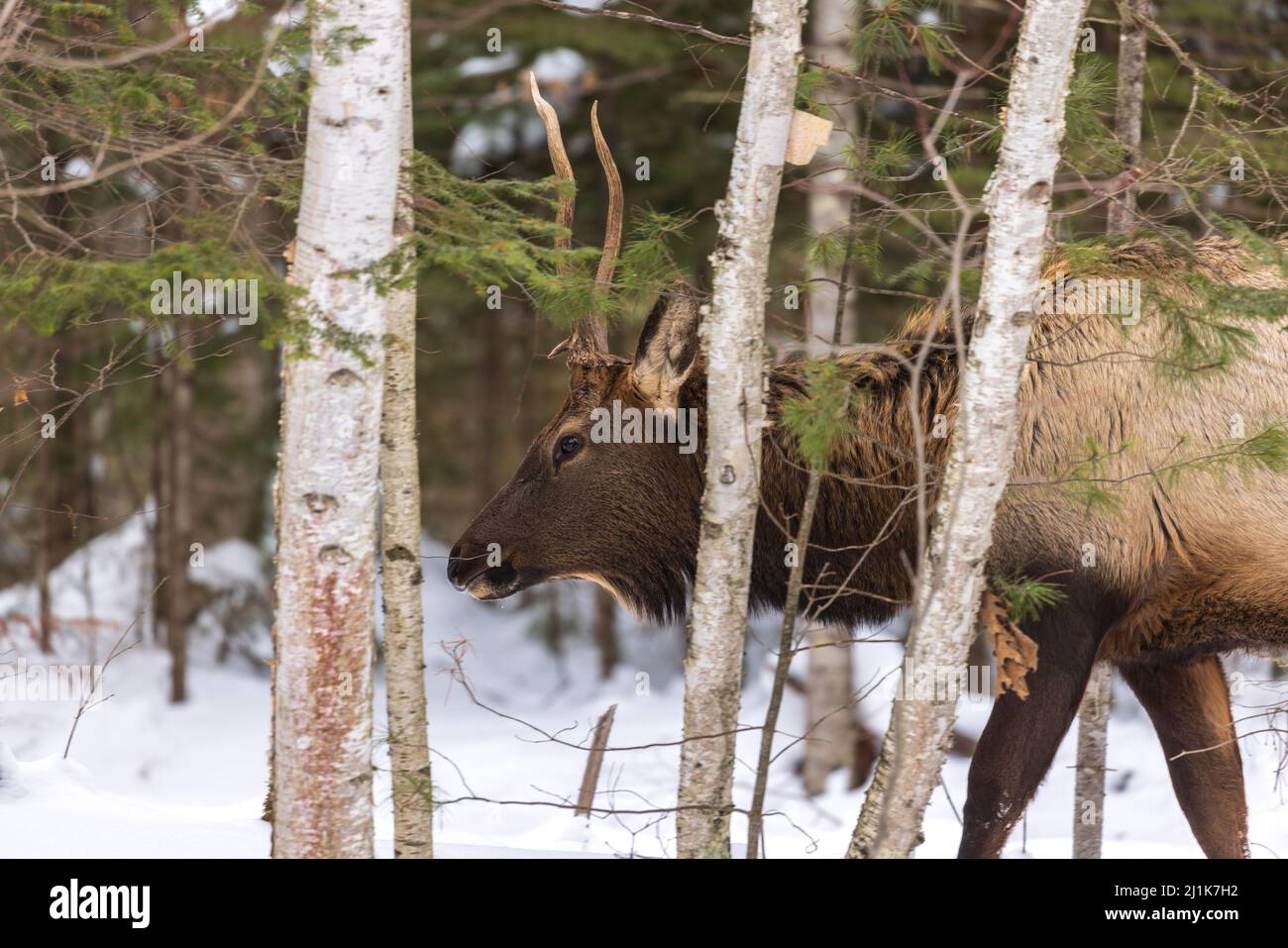Spike elk in Clam Lake, Wisconsin Stock Photo - Alamy