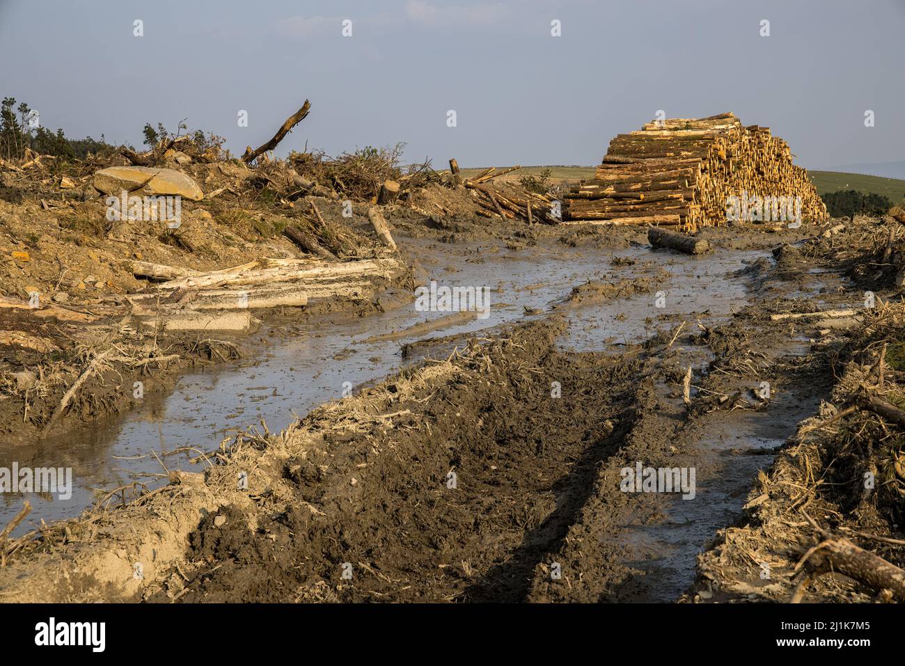 Damage to land with timber stacked following clearcutting the hillside ...