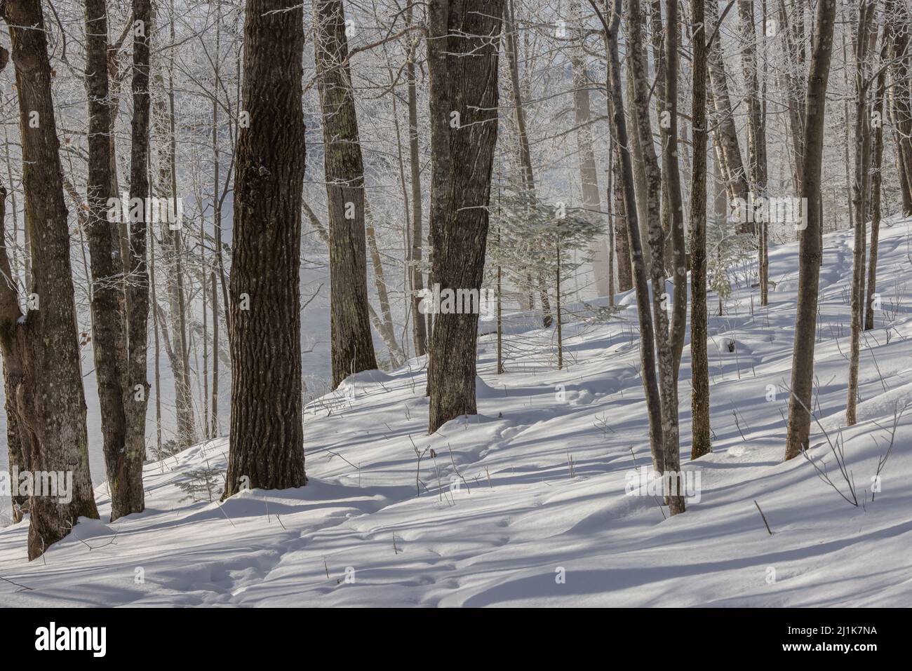 Misty fog rising from the Chippewa River on a frigid morning in ...