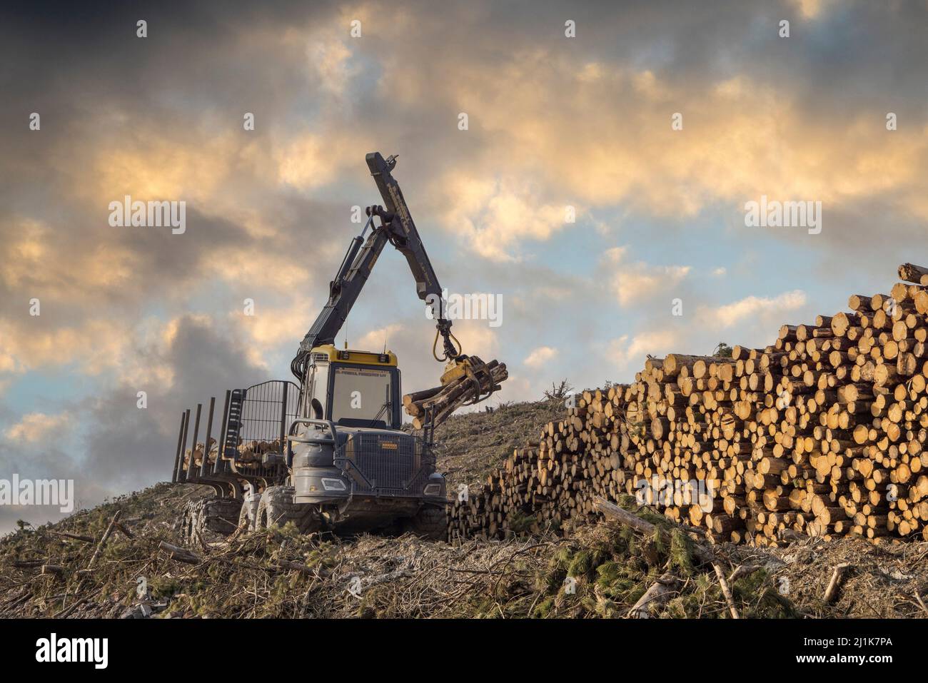 Buffalo Ponsse machine stacking timber following clearcutting the ...