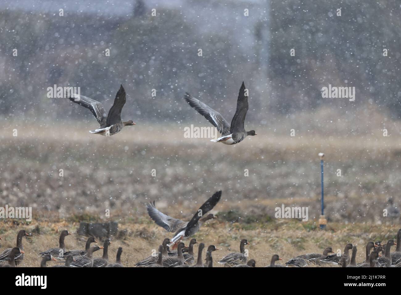 Greater White-fronted Goose (Anser albifrons) in Japan Stock Photo - Alamy