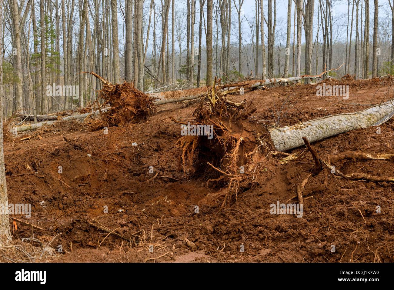 New development clearing on forest property clearing big tree root ...