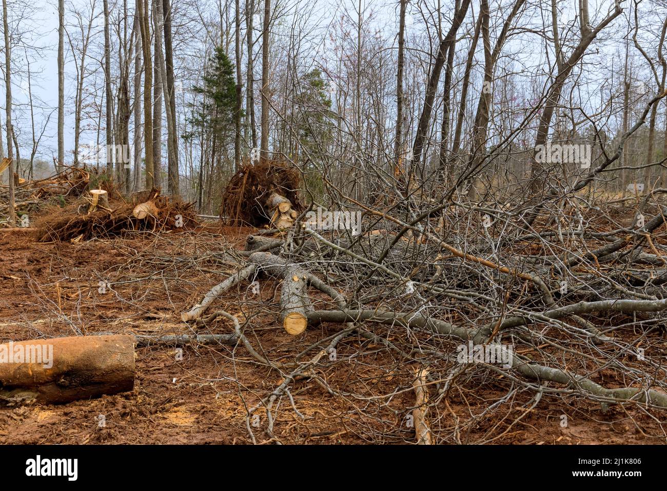 Deforestation of forest pile of remnants of tree roots with preparing ...