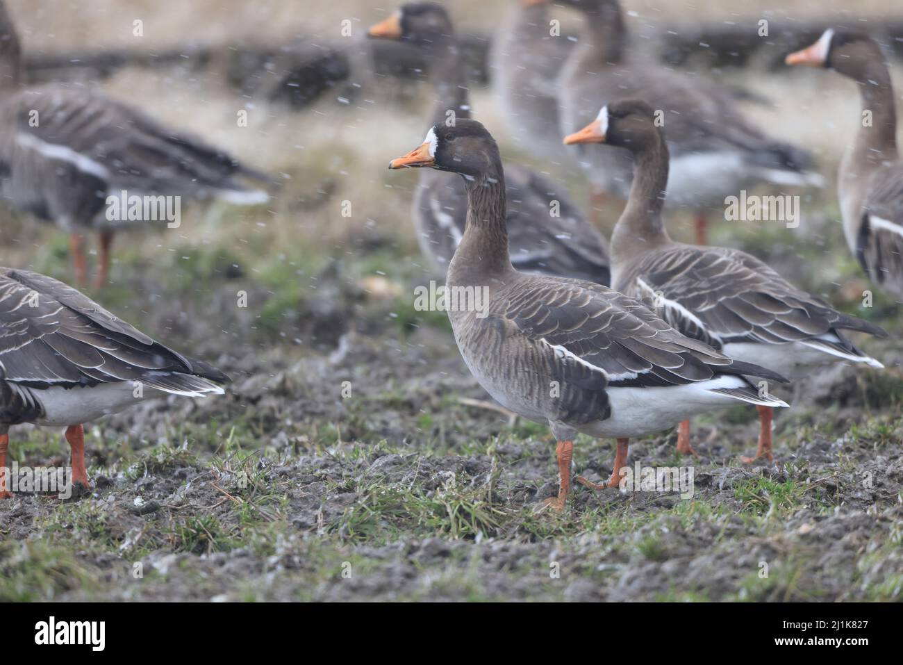 Greater White-fronted Goose (Anser albifrons) in Japan Stock Photo - Alamy