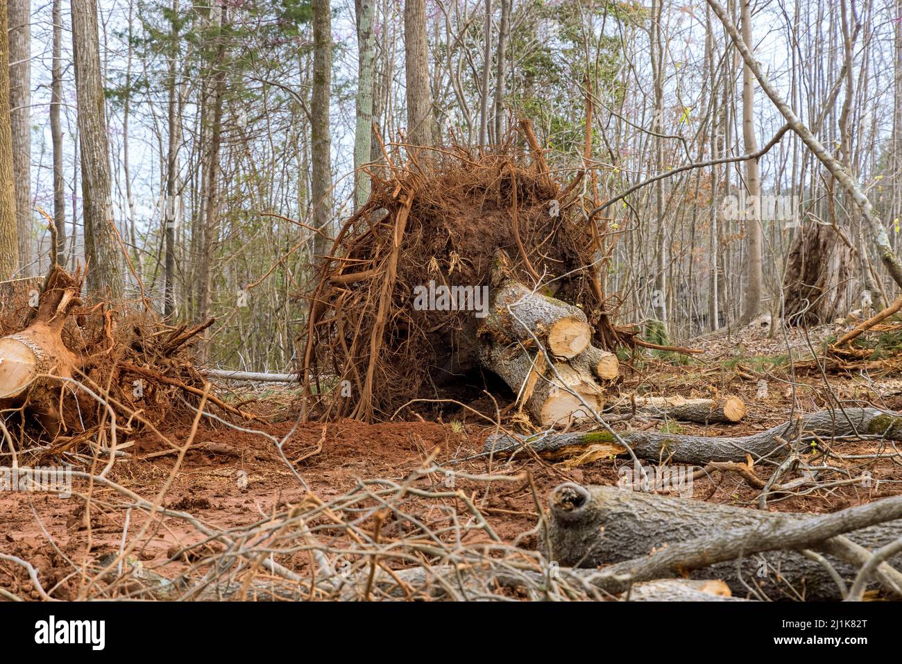Removing stump hi-res stock photography and images - Alamy