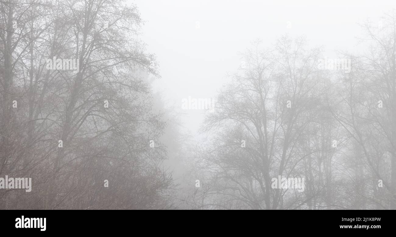 Canadian rain forest with green trees. Early morning fog in winter ...