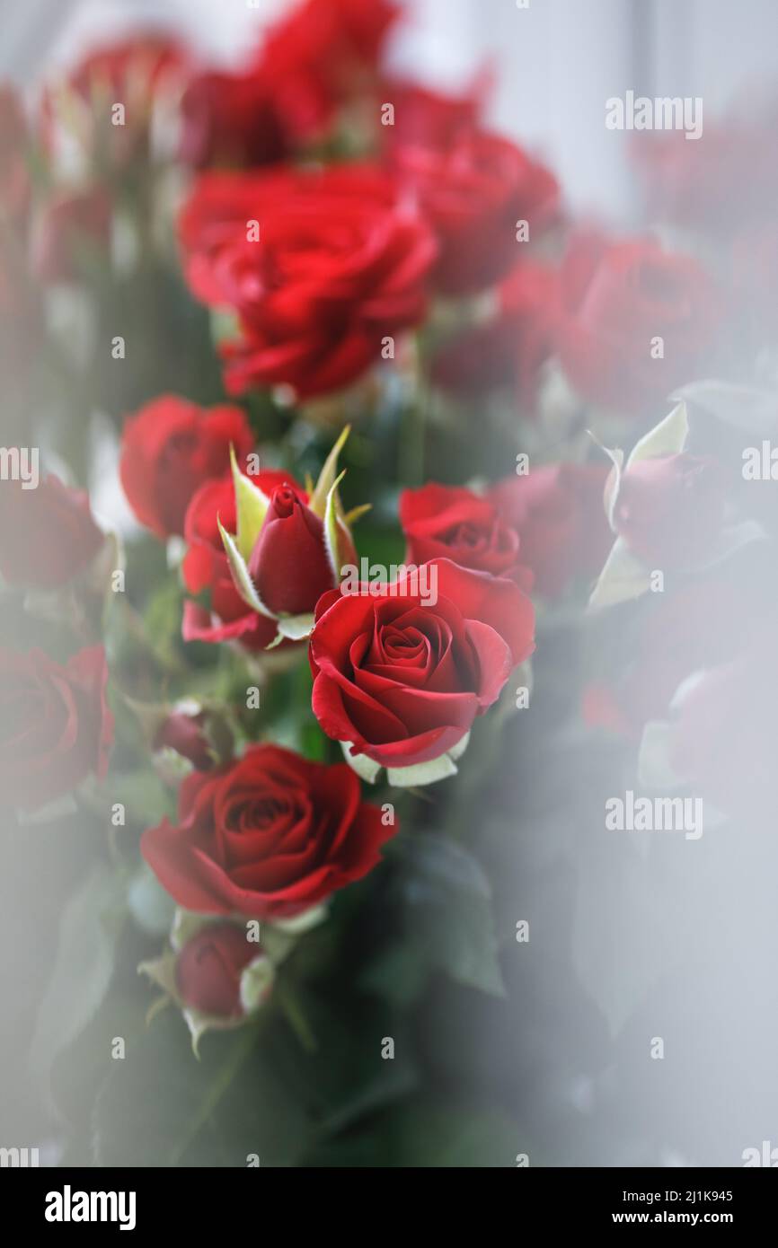 Close up little red roses hi-res stock photography and images - Alamy