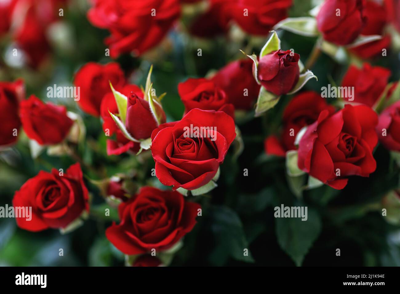 Close up little red roses hi-res stock photography and images - Alamy