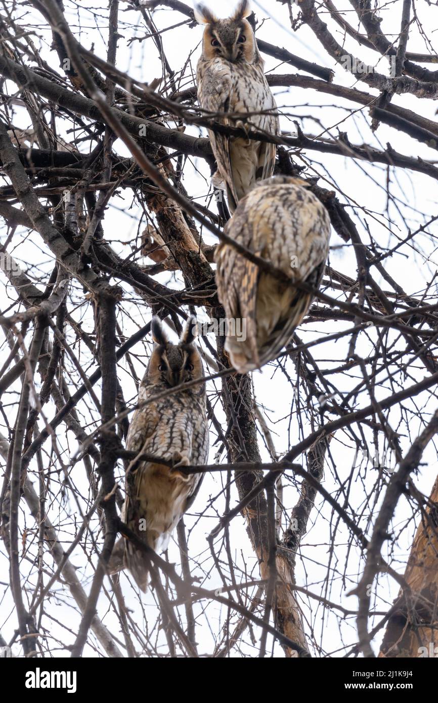 Owl hiding between branches hi-res stock photography and images - Alamy