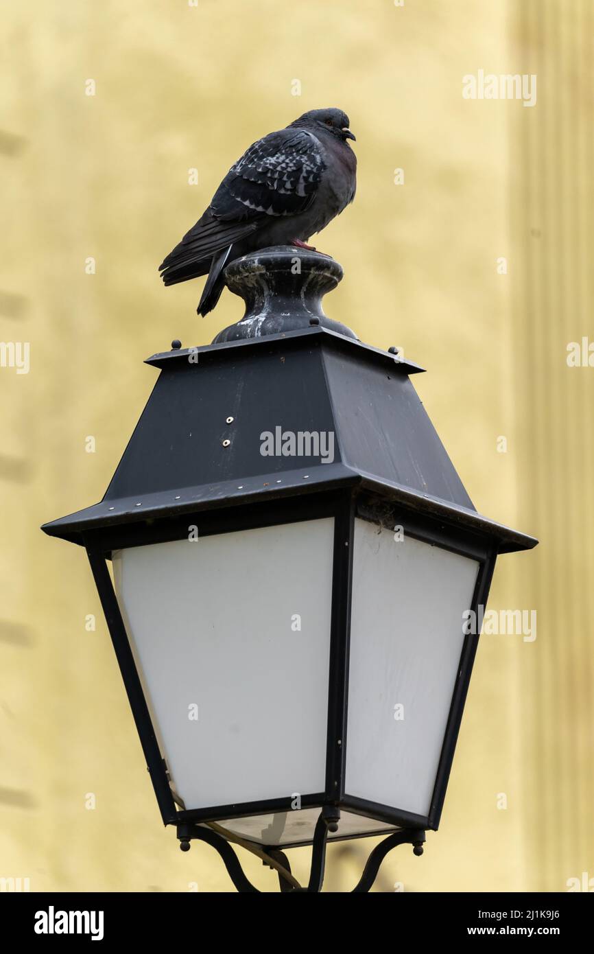 Sitting on a lamp hi-res stock photography and images - Alamy