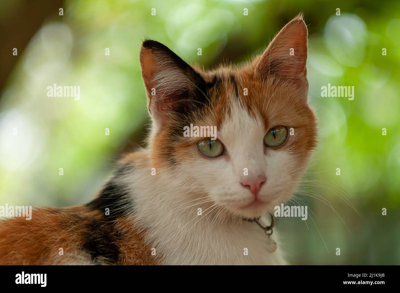Close-up portrait of a domestic cat sitting in the garden Stock Photo ...