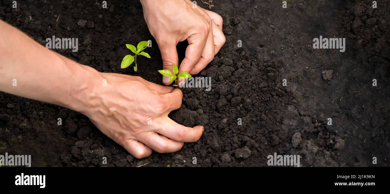 Small green plant seedling is growing in the soil Stock Photo - Alamy