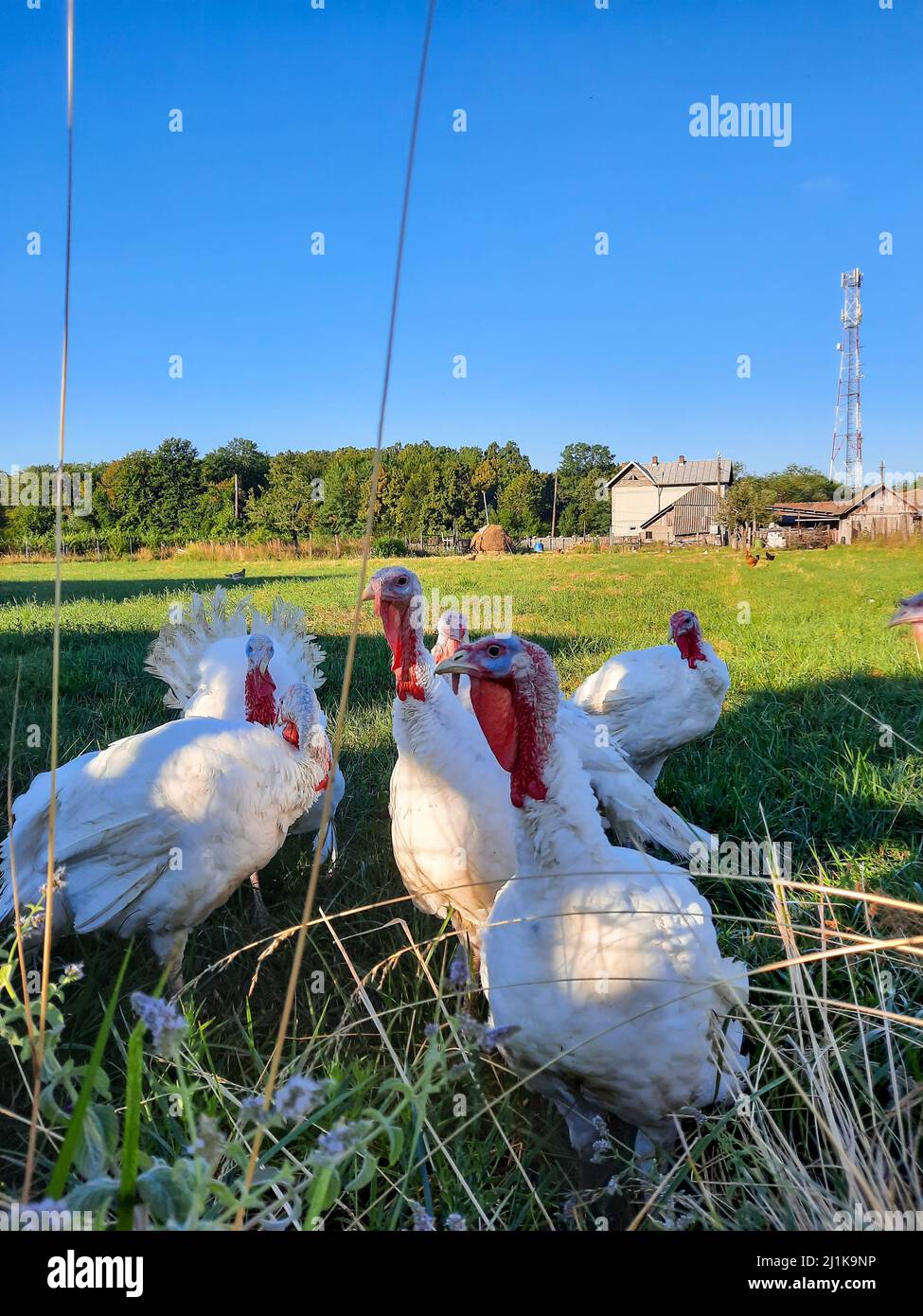 A close-up of a few curious white turkey birds Stock Photo - Alamy