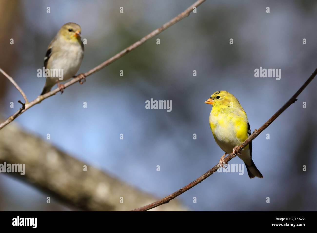 Birds perched on branches tree hi-res stock photography and images - Alamy