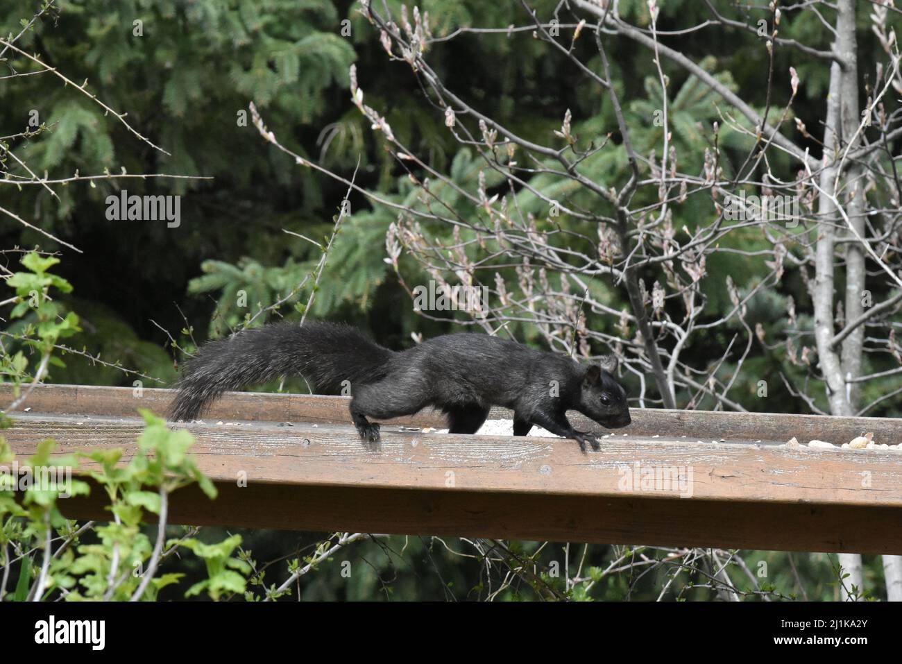 black squirrel running across wood plank feeder with bluejay in the ...